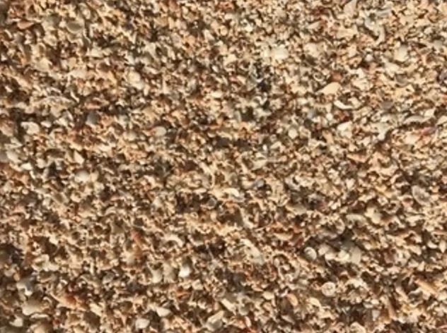 Green Valley Shell Grit Medium for Birds Racing Pigeon & Budgies - 2 Sizes